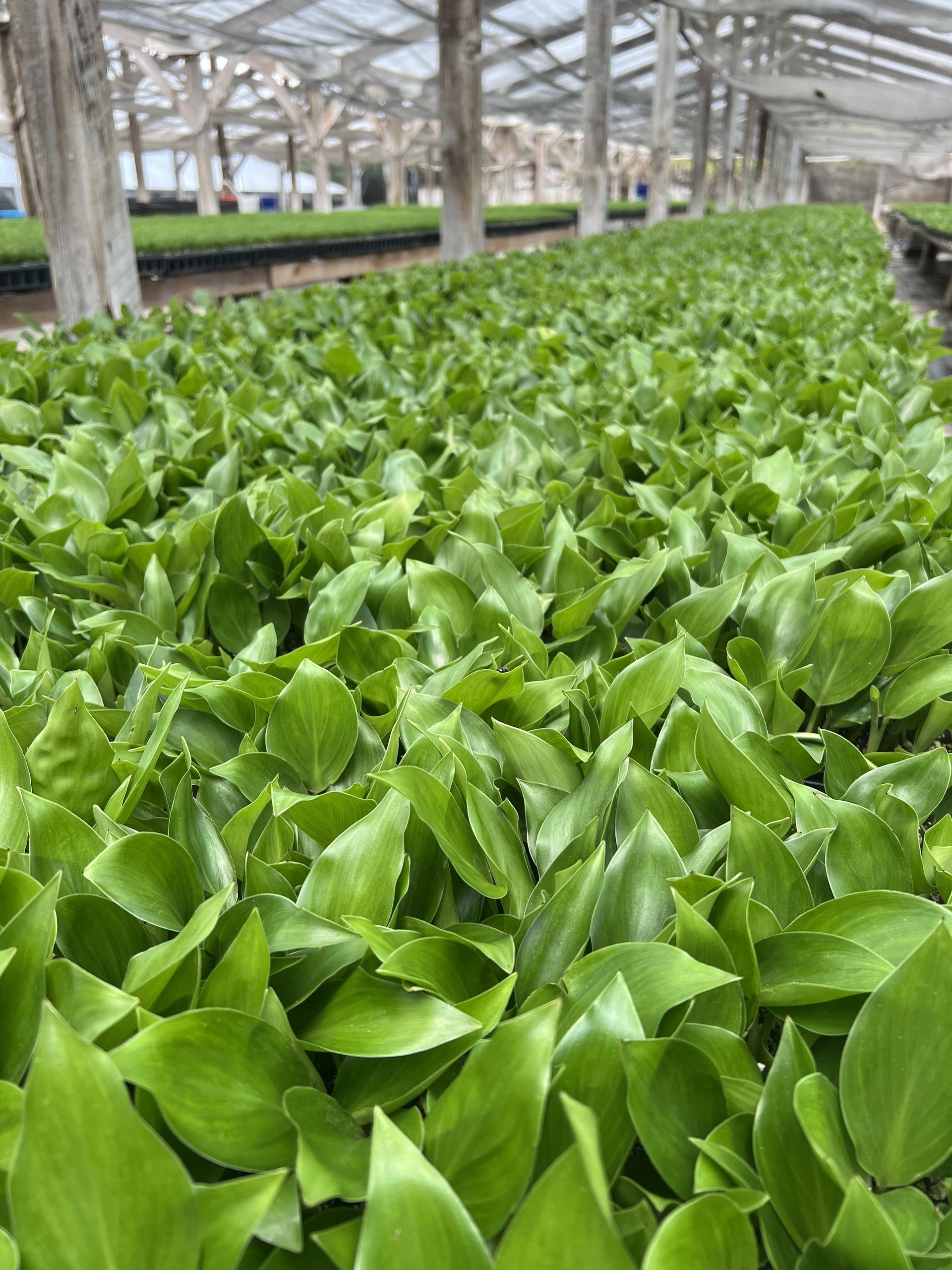 HOME [seedlingexpressinc.com]